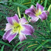 Daylily (Hemerocallis 'Flutterbye') in the Daylilies Database - Garden.org