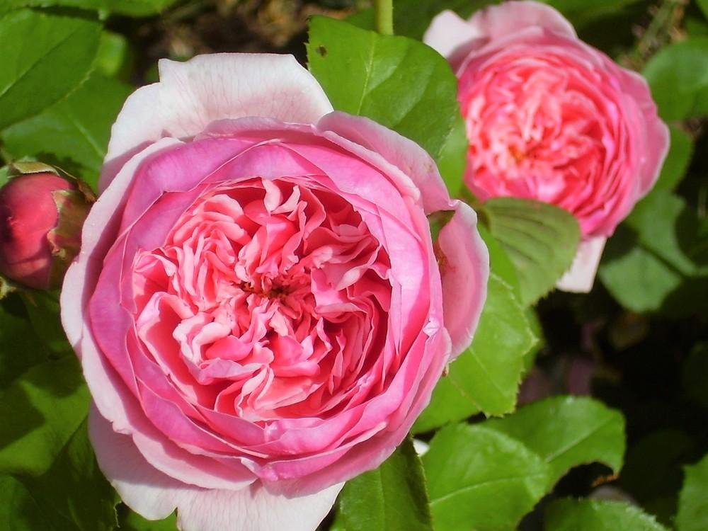 Rose (Rosa 'Pretty Jessica') in the Roses Database - Garden.org