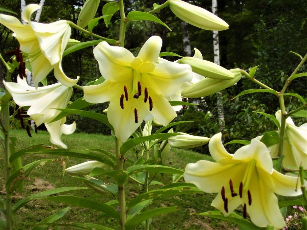 Photo of the bloom of Lily (Lilium 'Conca d'Or') posted by ...