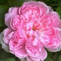 Rose (Rosa 'Marchesa Boccella') in the Roses Database - Garden.org