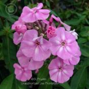Photo of the entire plant of Garden Phlox (Phlox paniculata First ...