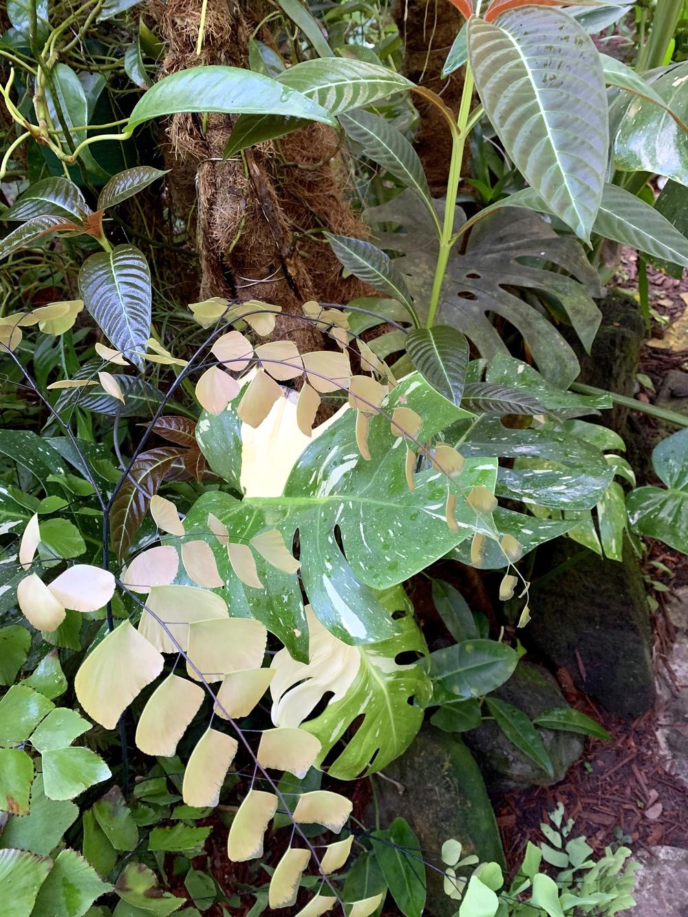 Variegated Monstera in the Philodendrons, Elephant Ears, and Other ...