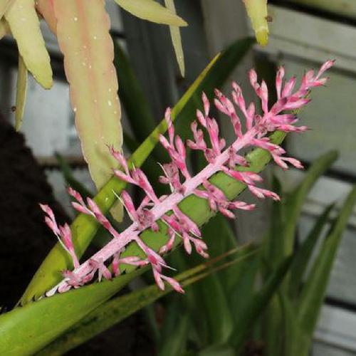 Bromeliad (Aechmea purpureorosea) - Garden.org