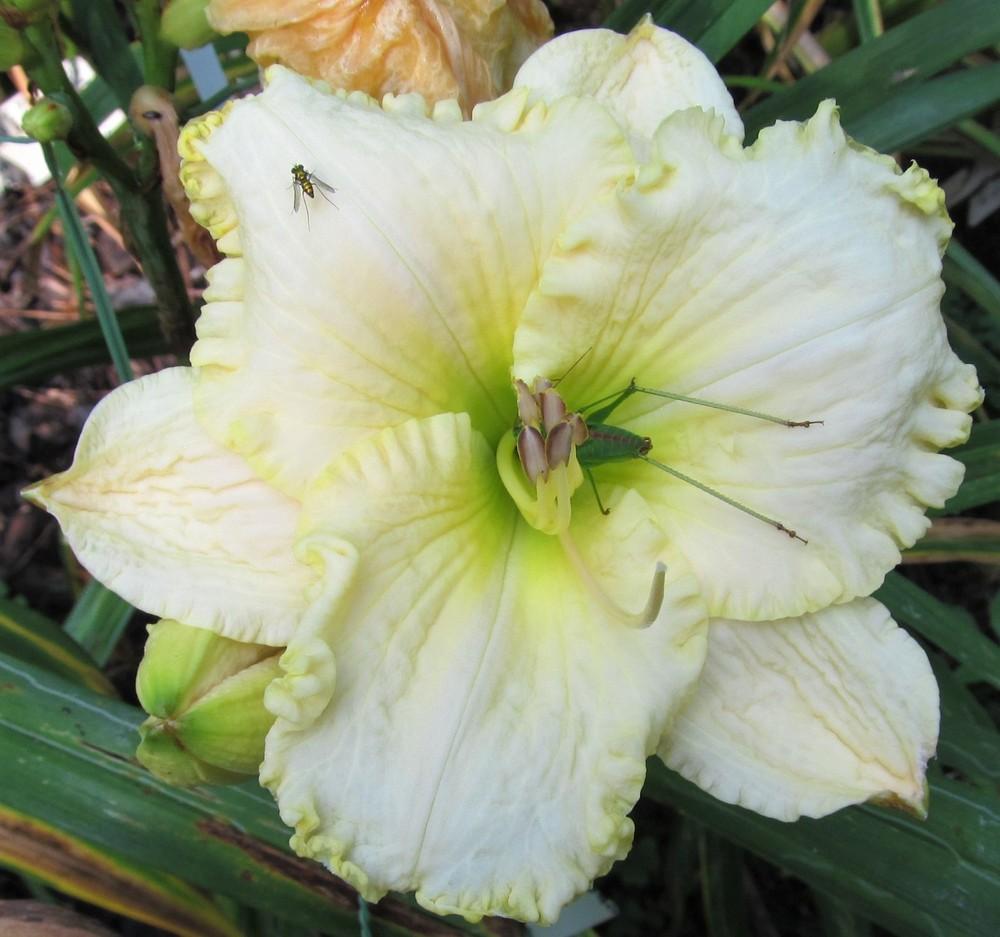 Daylily (Hemerocallis 'Great White') in the Daylilies Database - Garden.org