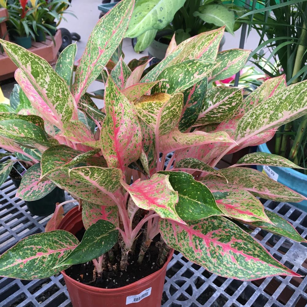 Chinese Evergreen (Aglaonema 'Mystic Fire Topaz') in the Aglaonemas ...