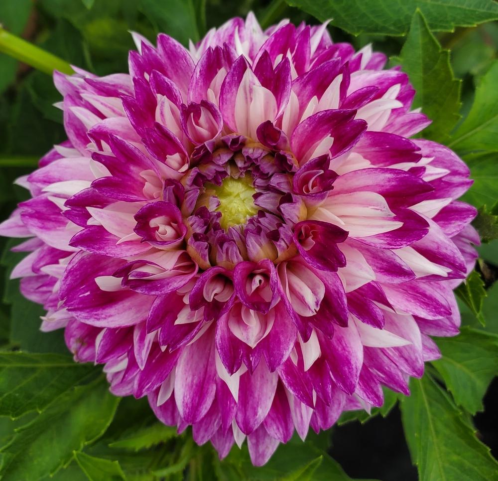Photo of the bloom of Collarette Dahlia (Dahlia 'Optic Illusion ...