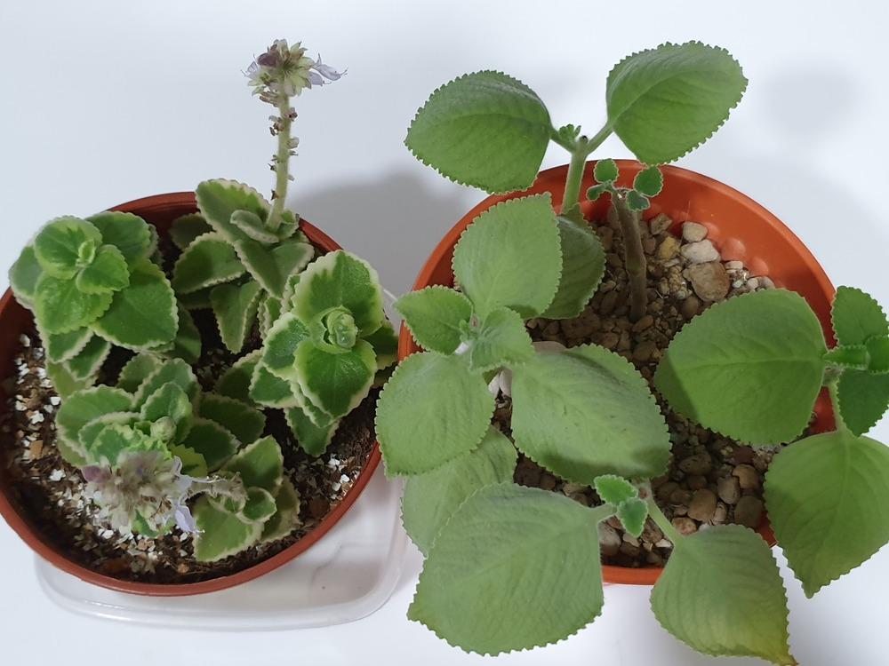 Cuban oregano or indian borage in the Plant ID forum - Garden.org