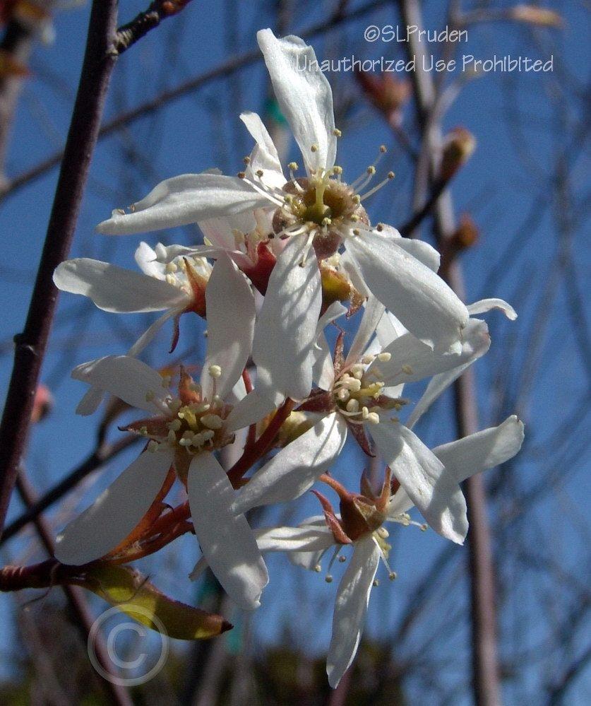 Allegheny Serviceberry (Amelanchier laevis 'Snowcloud') - Garden.org