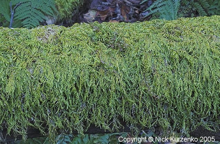 Entodon flavescens - Garden.org