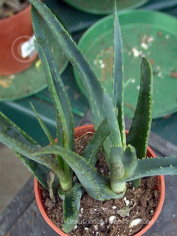 Photo of the entire plant of Aloe 'California' posted by DaylilySLP ...