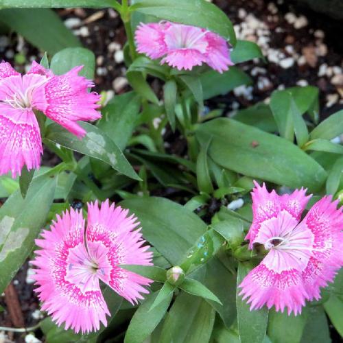 Dianthus 'Floral Lace Mix' in the Dianthus Database - Garden.org