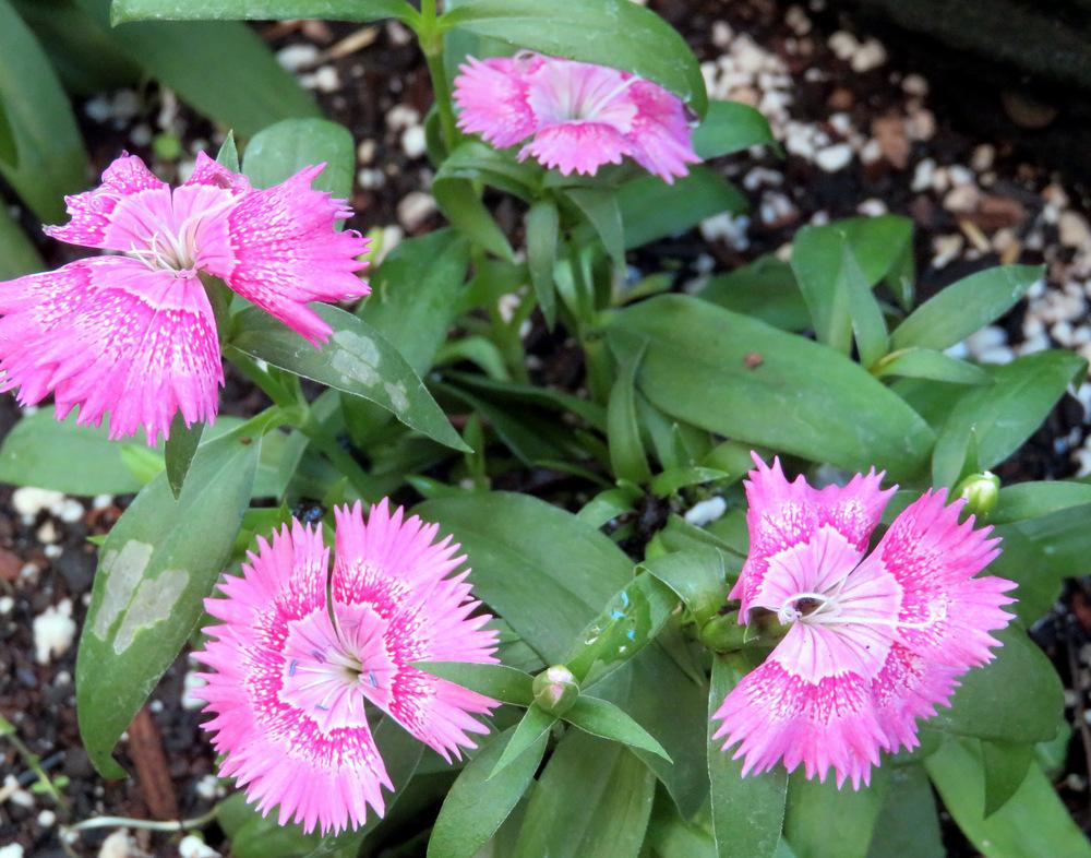 Dianthus 'Floral Lace Mix' in the Dianthus Database - Garden.org
