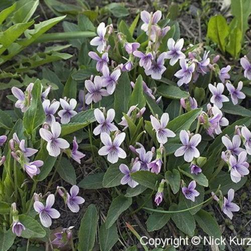 Purpleflower Violet (Viola philippica) in the Violas Database - Garden.org