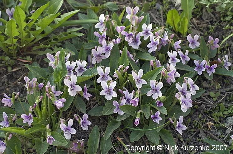 Purpleflower Violet (Viola philippica) in the Violas Database - Garden.org