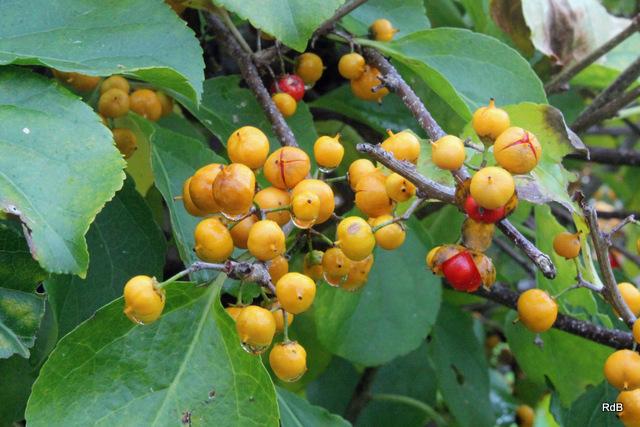 Oriental Bittersweet (Celastrus orbiculatus) - Garden.org