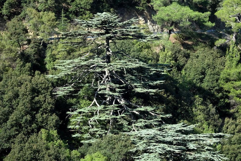Cyprus Cedar (Cedrus libani var. brevifolia) - Garden.org