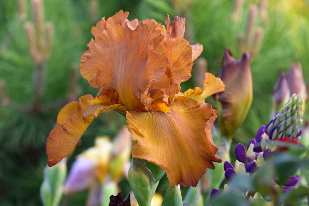 Tall Bearded Iris (Iris 'Cable Car') in the Irises Database - Garden.org