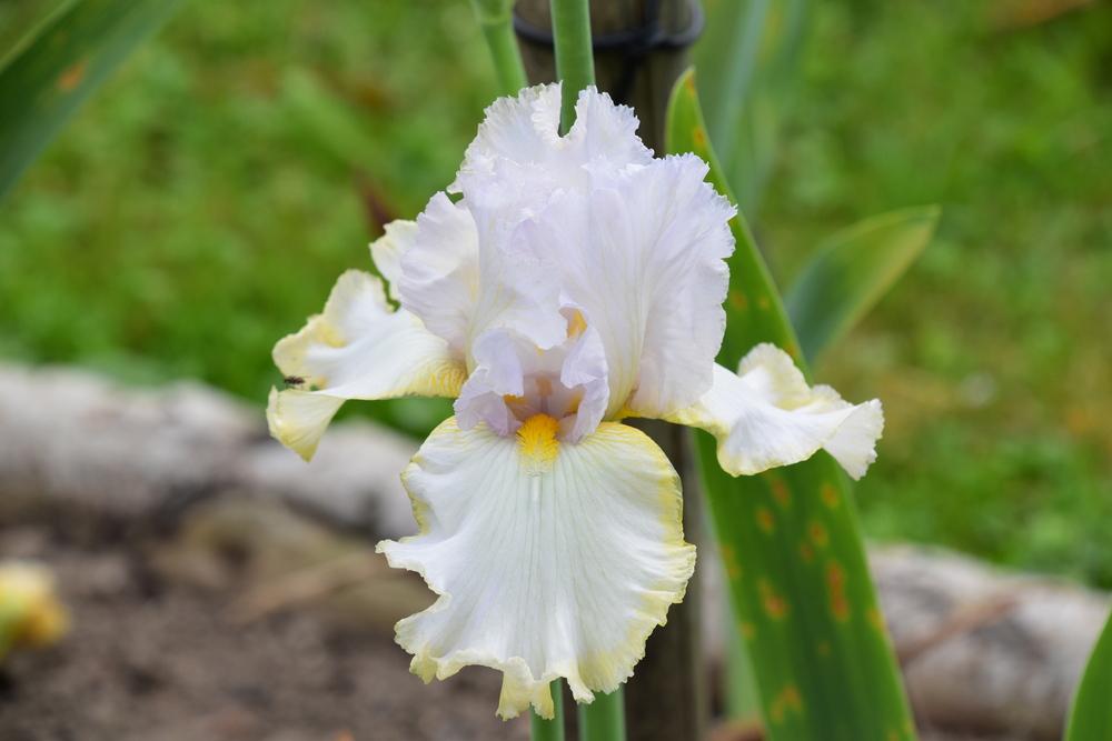 Tall Bearded Iris (Iris 'Chartreuse Ruffles') in the Irises Database ...