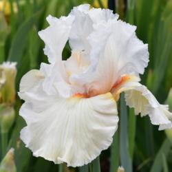 Tall Bearded Iris (Iris 'Bride's Blush') in the Irises Database ...