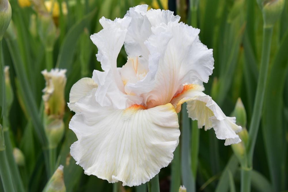 Photo of the bloom of Tall Bearded Iris (Iris 'Bride's Blush') posted ...