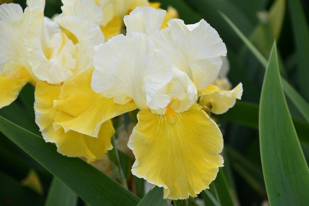 Tall Bearded Iris (Iris 'Canary Delight') in the Irises Database ...