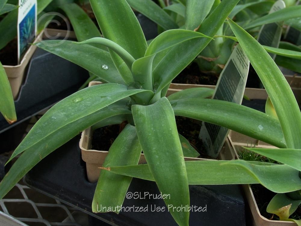 Blue Fox Tail Agave (Agave attenuata 'Boutin Blue') in the Agaves ...