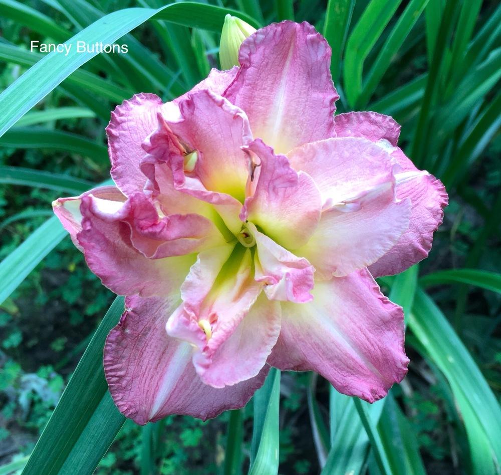 Daylily (Hemerocallis 'Fancy Buttons') in the Daylilies Database - Garden.org