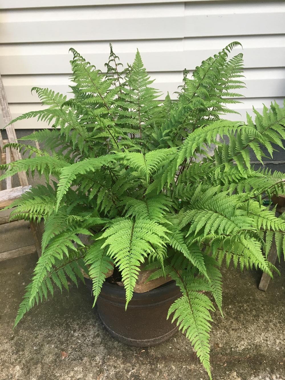 Photo of the entire plant of Red Lady Fern (Athyrium angustum 'Lady in ...