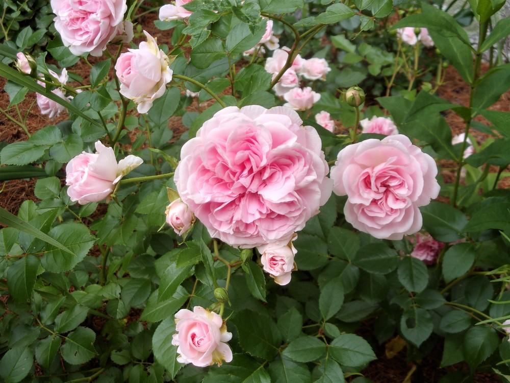 Rose (Rosa 'Bossa Nova') in the Roses Database - Garden.org