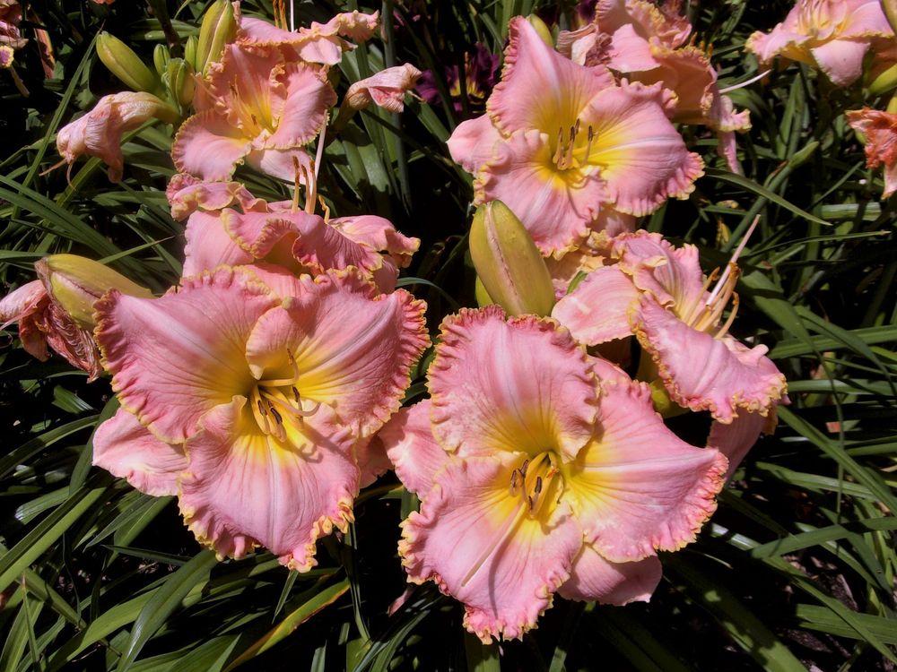 Daylily (Hemerocallis 'Skyview Ranch') in the Daylilies Database ...
