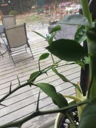 Meyer Lemon Tree Thorns