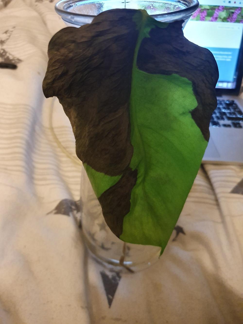 Propagate potentially dead Monstera in the Houseplants forum - Garden.org