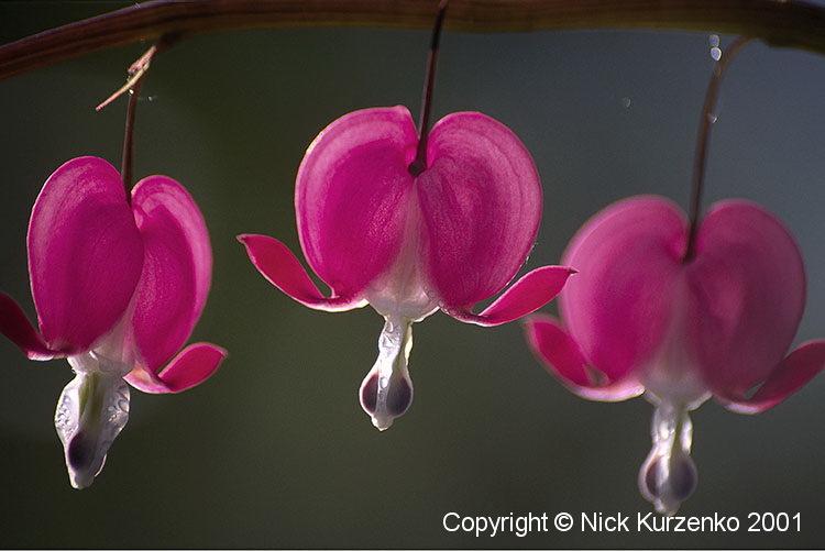 Bleeding Hearts: Plant Care and Collection of Varieties - Garden.org