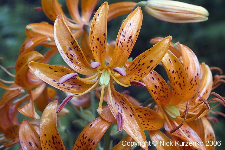 Lily (Lilium distichum) in the Lilies Database - Garden.org