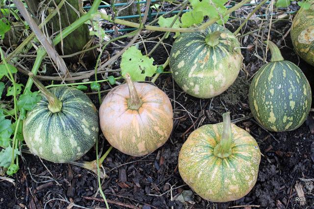 Winter Squash (Cucurbita moschata 'Fairy') in the Gourds, Squashes and ...