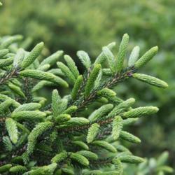 Spruce (Picea orientalis 'Nigra Compacta') in the Spruces Database ...