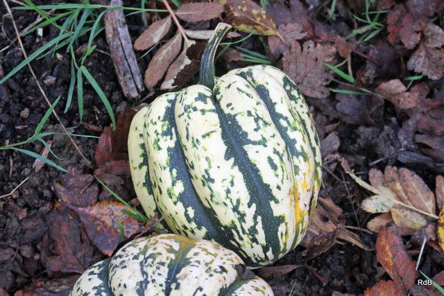 Winter Squash (Cucurbita pepo 'Heart of Gold') in the Gourds, Squashes ...
