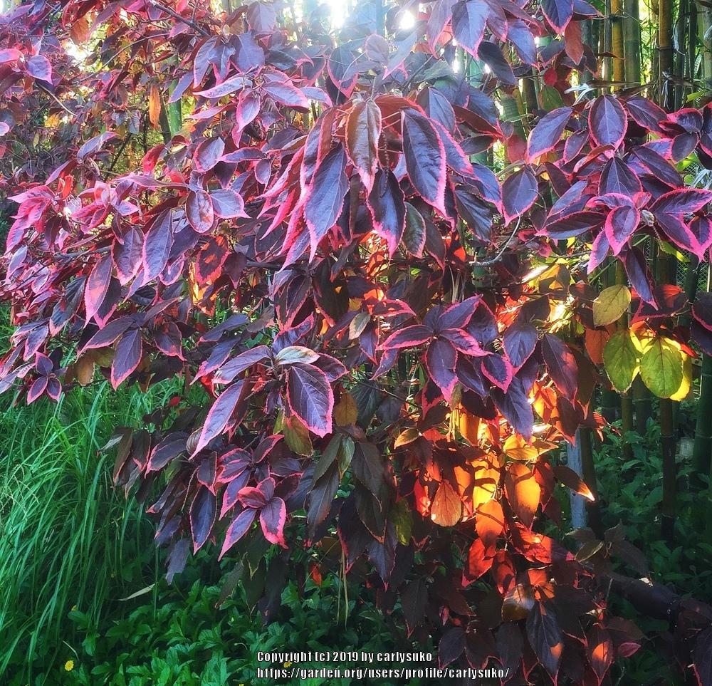 Acalypha Wilkesiana Copper Leaf