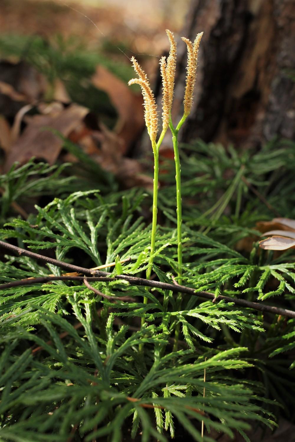 Photo of the entire plant of Fan Clubmoss (Diphasiastrum digitatum ...