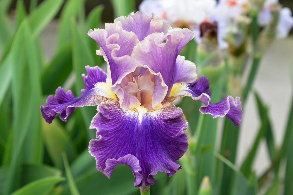 Tall Bearded Iris (Iris 'Double Click') in the Irises Database - Garden.org