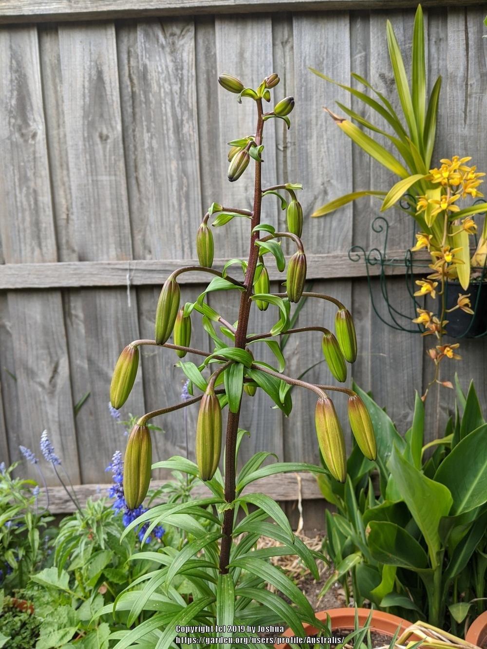 Australian lily season opens in the Lilies forum - Garden.org