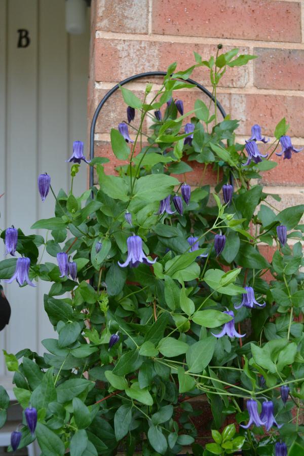 Photo of the entire plant of Clematis 'Roguchi' posted by jathton ...