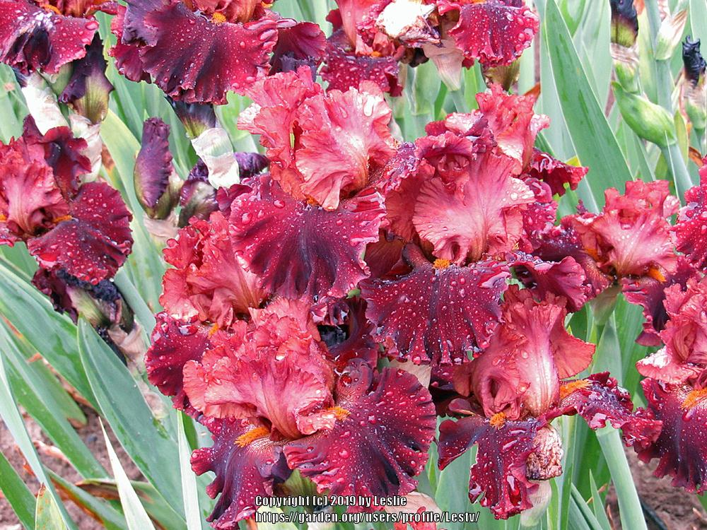 Border Bearded Iris (Iris 'Hi Love') in the Irises Database - Garden.org