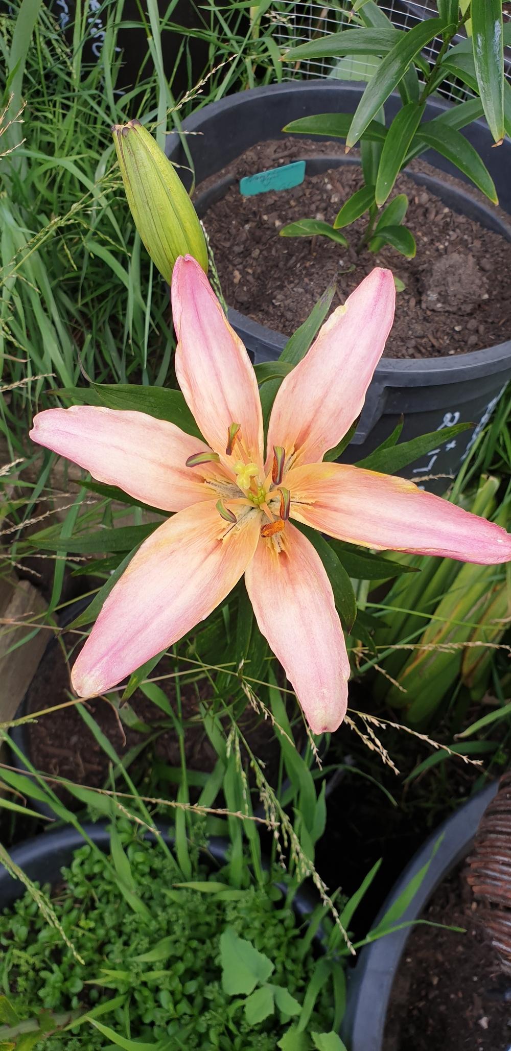 Australian lily season opens in the Lilies forum - Garden.org