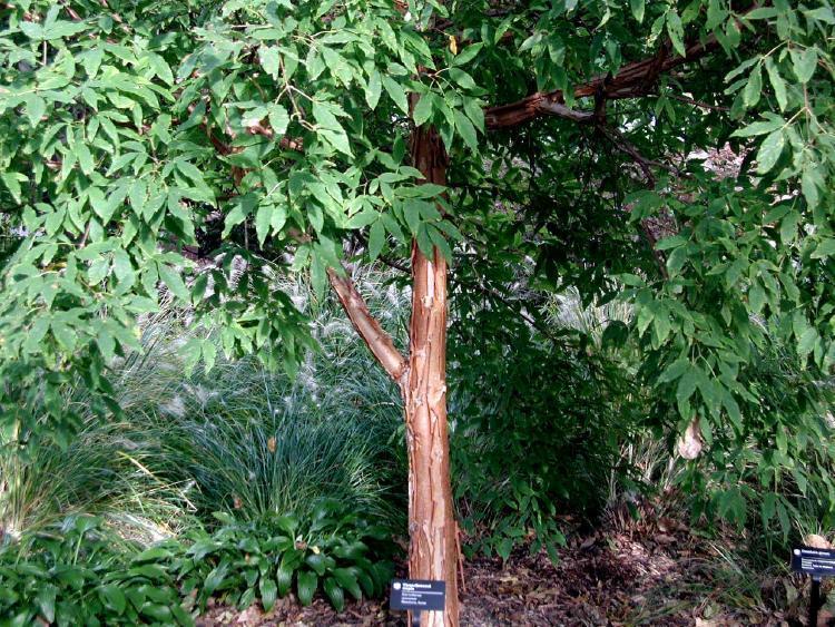 Photo of the stem, scape, stalk or bark of Three-Flowered Maple (Acer ...
