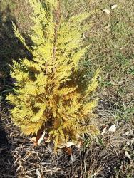 Leyland cypress turning yellow in the Ask a Question forum - Garden.org