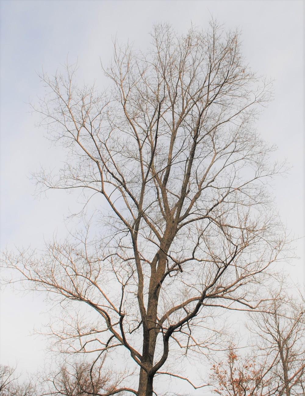 Elm (Ulmus 'Morton Red Tip') - Garden.org