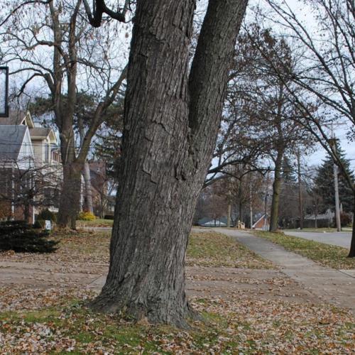 Silver Maple (Acer saccharinum 'Silver Queen') - Garden.org