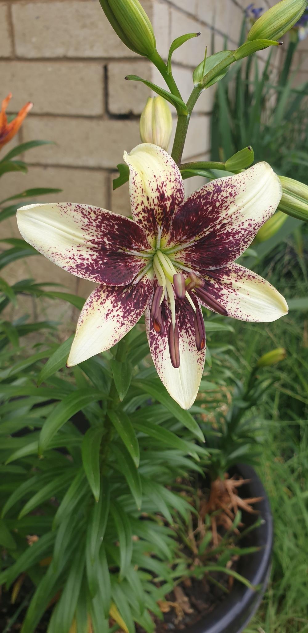 Australian lily season opens in the Lilies forum - Garden.org