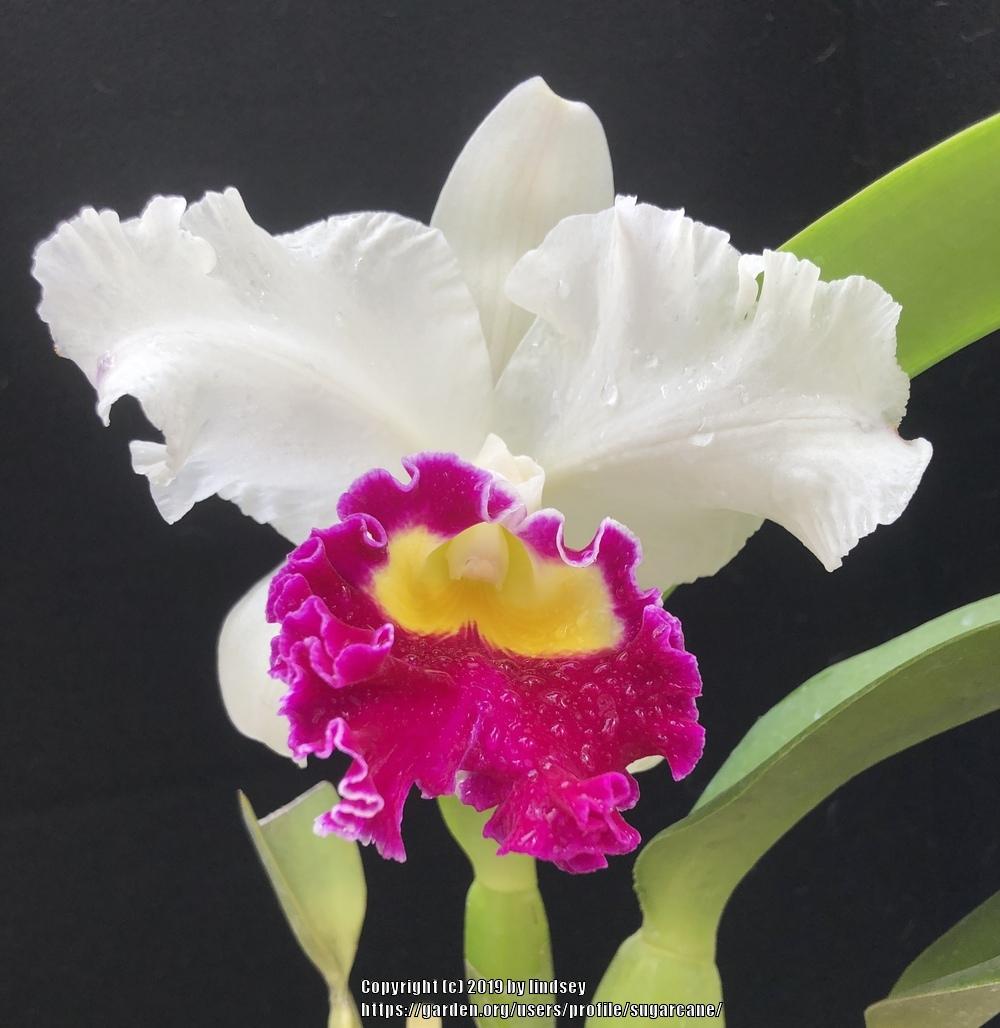 Orchid (Cattleya Starting Point 'Unique') - Garden.org